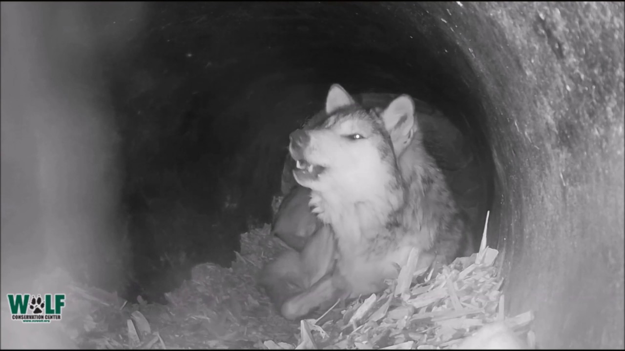 Mexican Wolves Howling In Their Den - YouTube