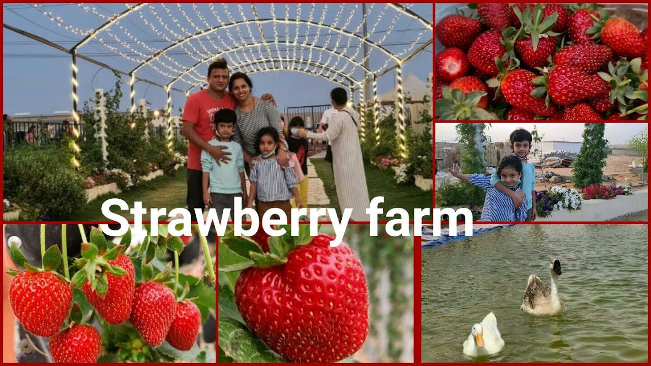 Strawberry farm in Riyadh | places to visit in Riyadh | Hanging ...