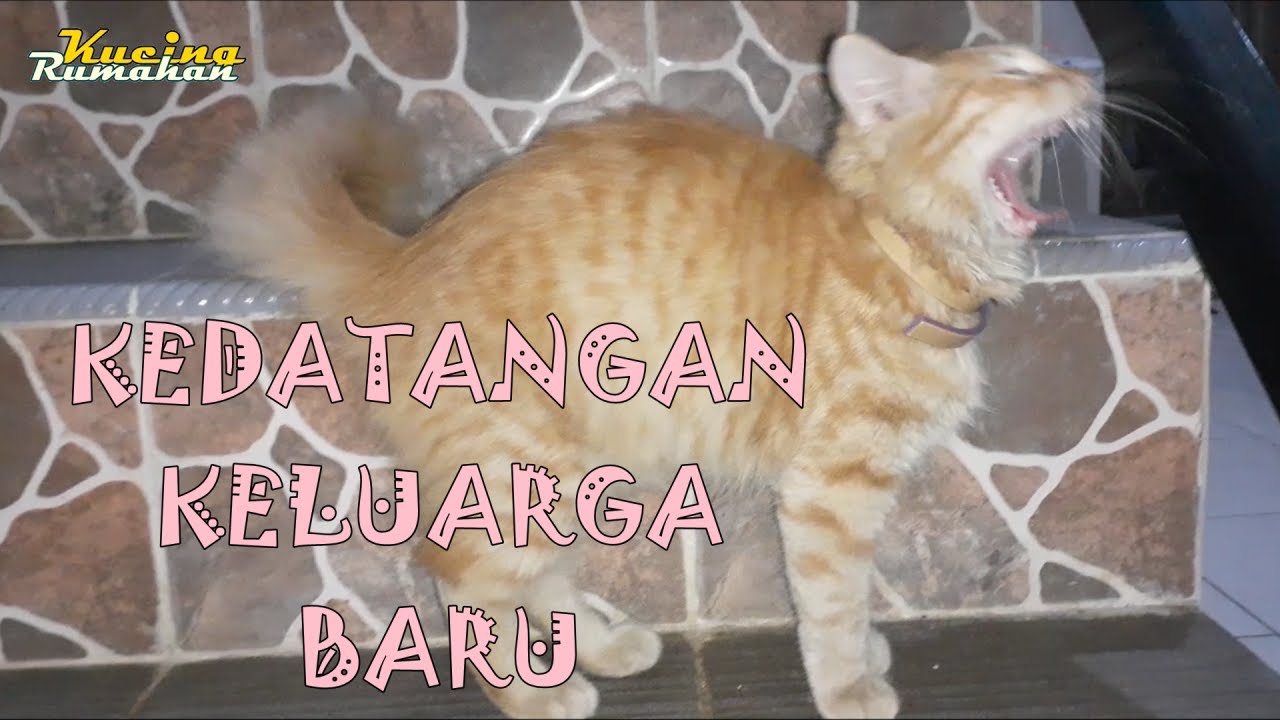 Kenalan Dengan Anggota Keluarga Baru Kucing Rumahan - YouTube