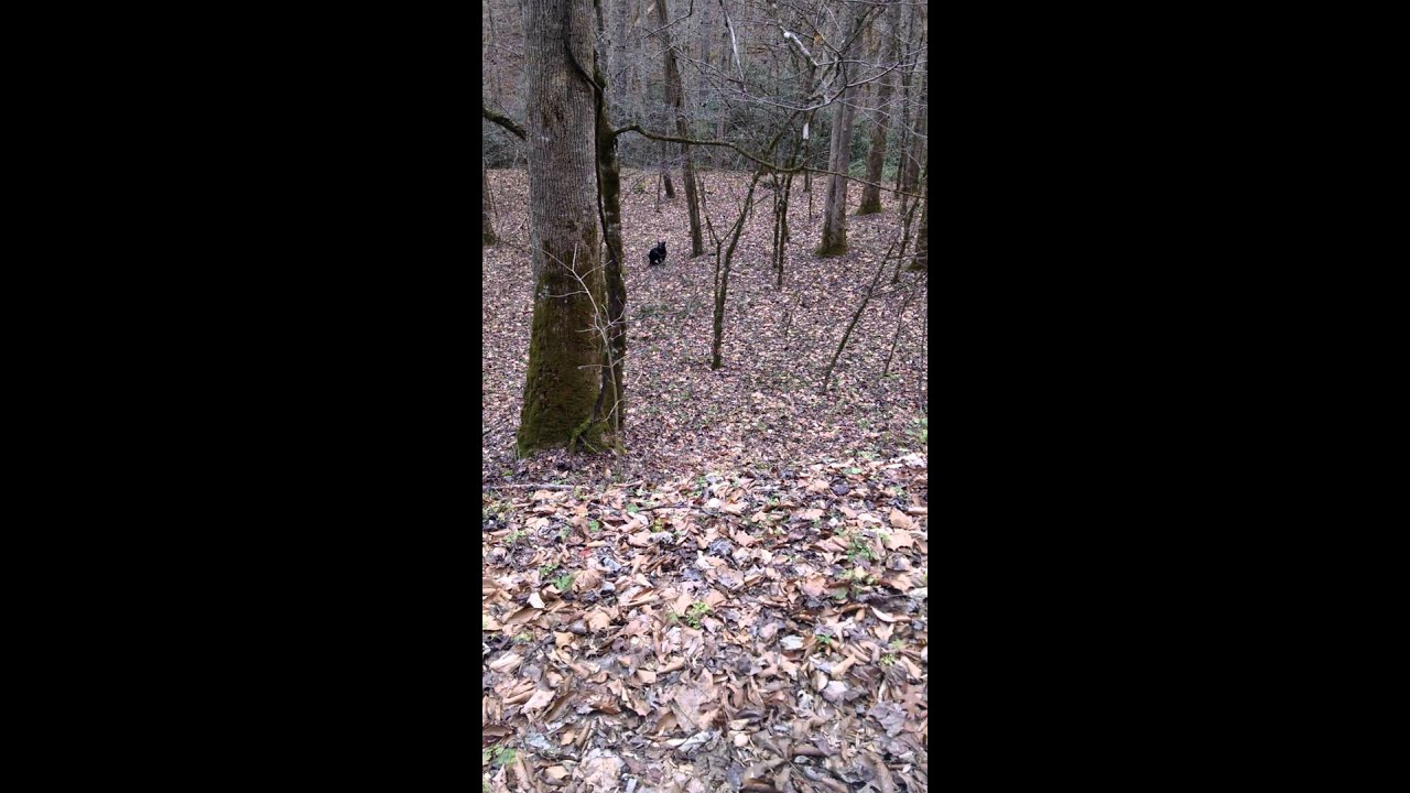 Baby bear cry - YouTube