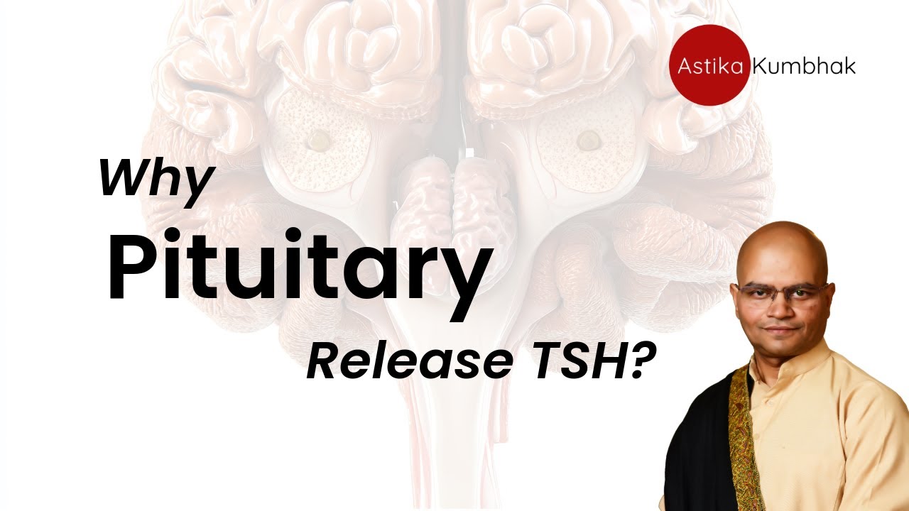 Why Pituitary Release TSH? - YouTube