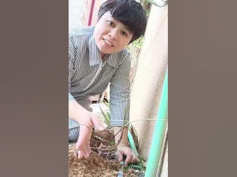 magtanim tayo ng komote sa bakuran para may aanihin @jeckvlog - YouTube