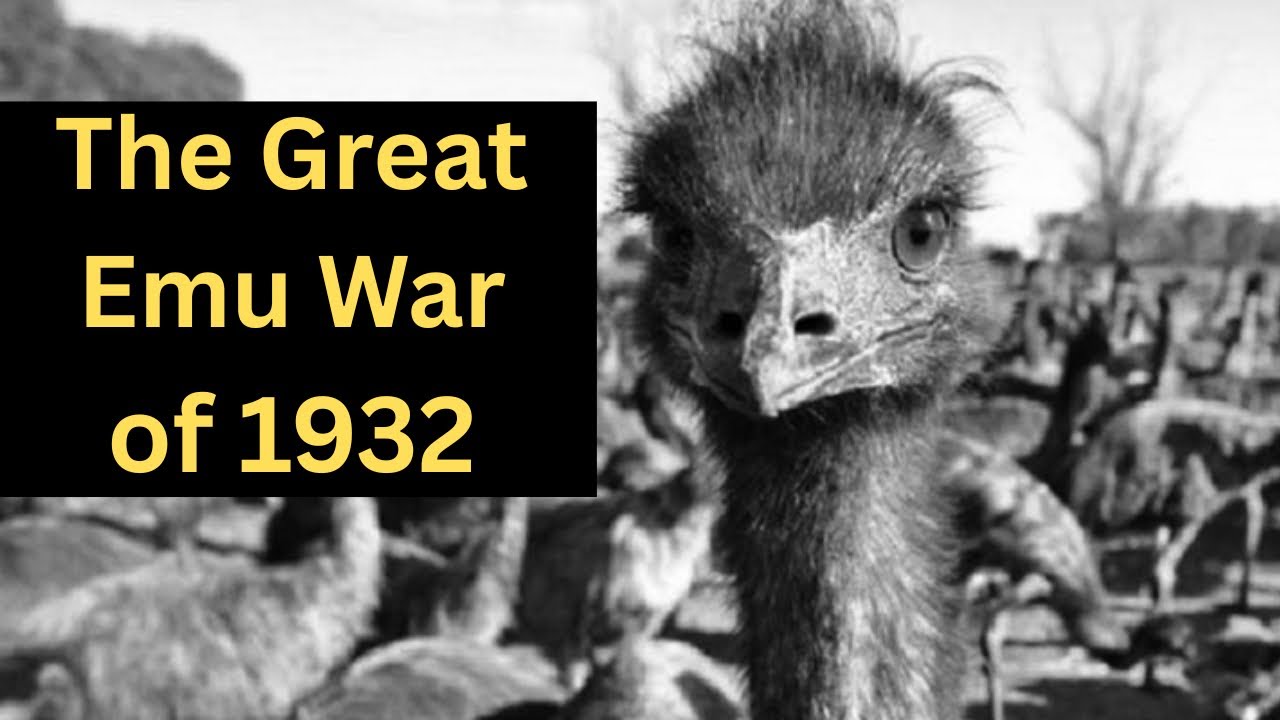 Australia’s Blunder: The Great Emu War of 1932 - YouTube