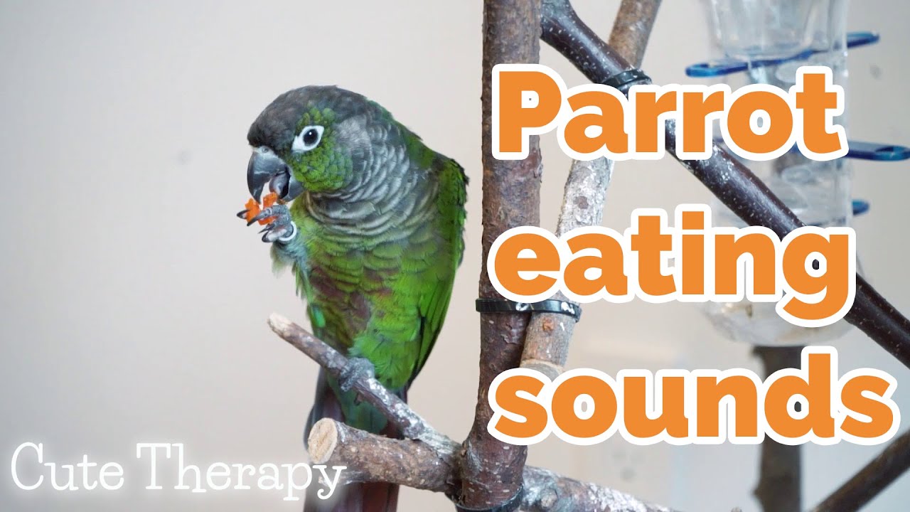 Munching & Crunching Parrot ASMR! - YouTube