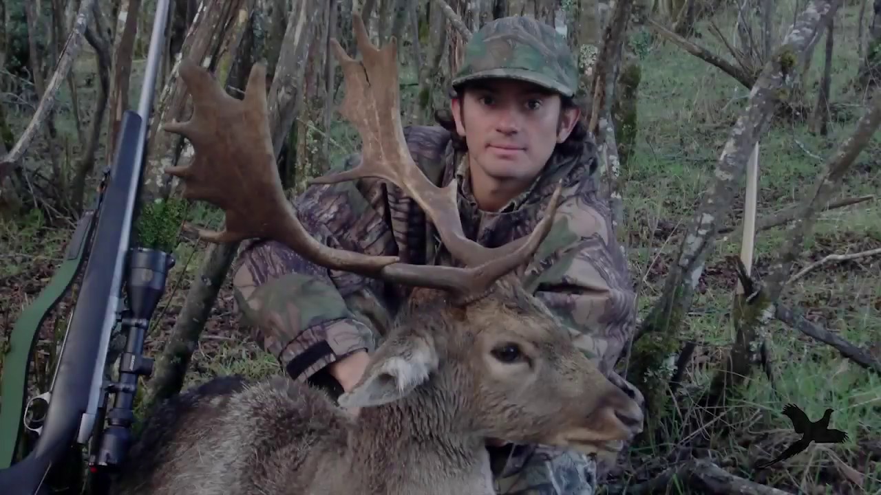 Fallow deer hunting in Chile. Chaku Peru - YouTube