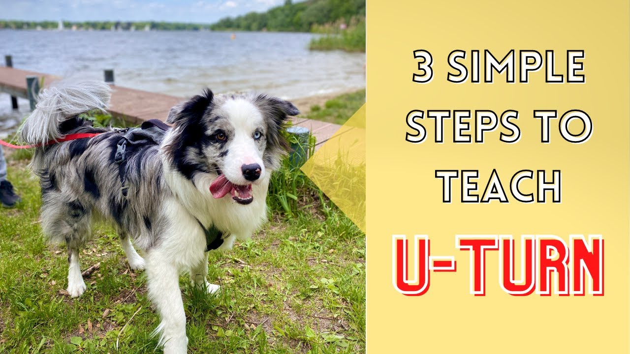 How to Teach Your Dog to U-TURN / Change Directions (Essential Off ...