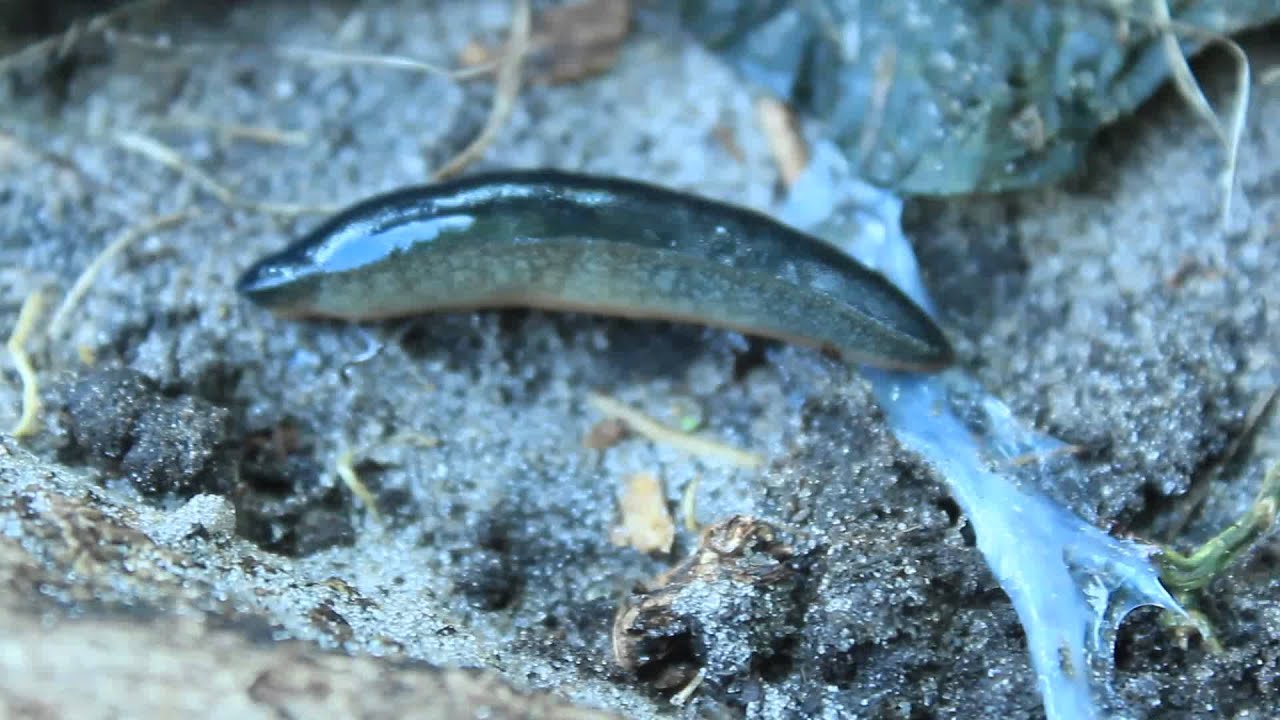 TERMINATE bugs, slugs, grubs & orchid thugs using household remedy ...