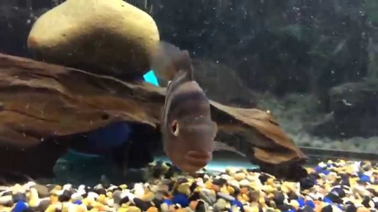 Aggresive Male barred midas - YouTube