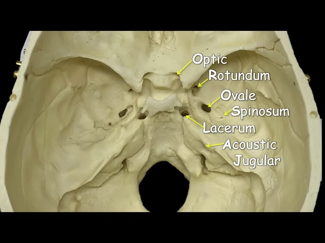 Foramen Rotundum And Ovale