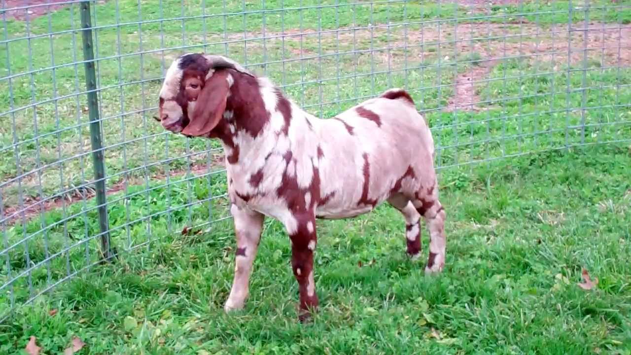 MAX Boer Goats IMAX ED HARDY ~ by Ennobled IMAX 3-D ~ NFS - YouTube