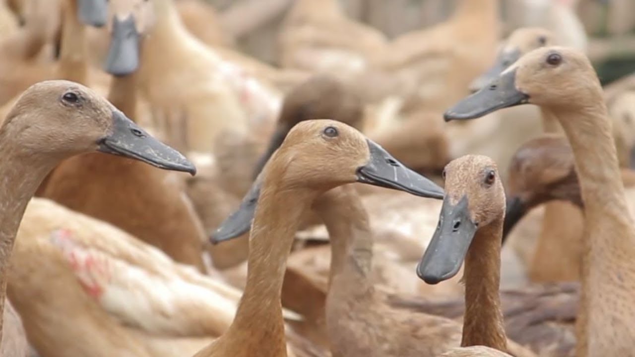 Sumber Daya Genetik Lokal Jawa Barat - Itik Rambon - YouTube