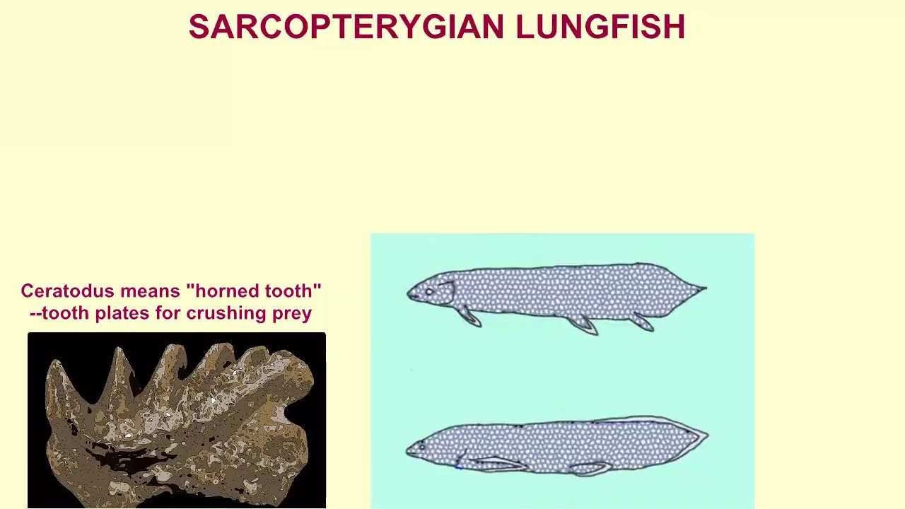 fish of the Late Jurassic Morrison Formation - YouTube