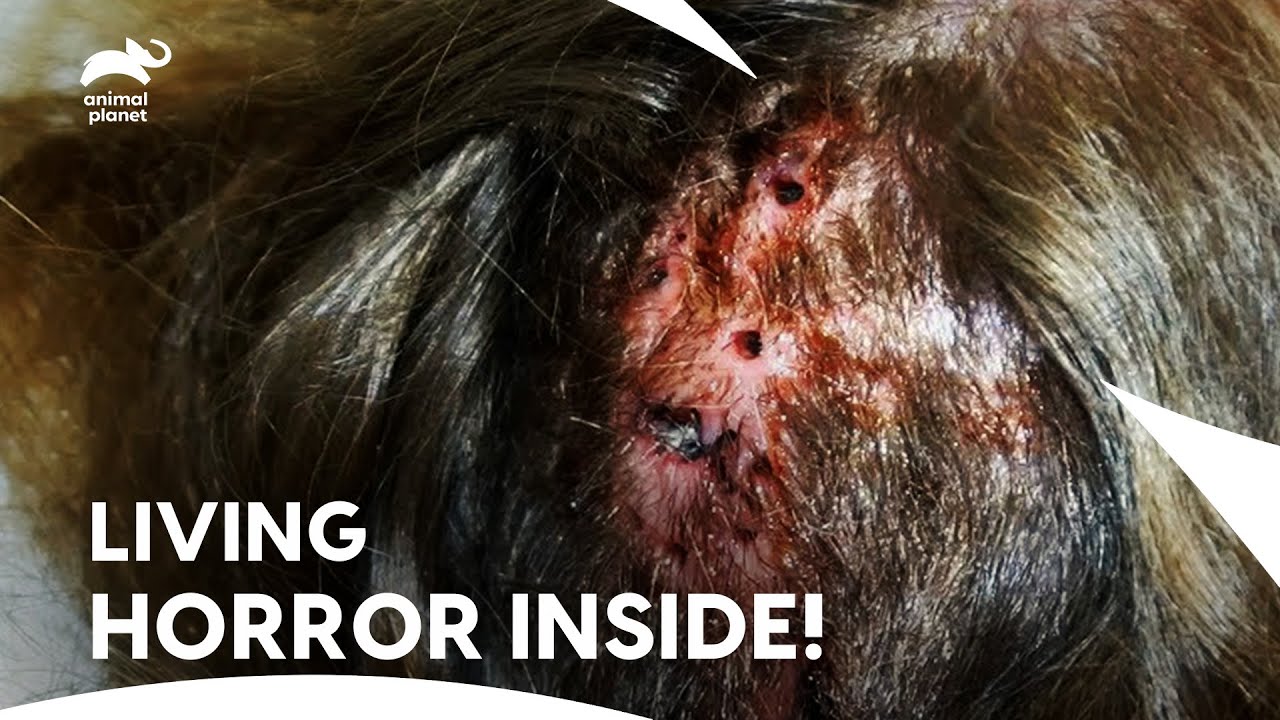 Doctors Remove 212 Screwworm Larvae from 12-Year-Old’s Scalp | Monsters ...