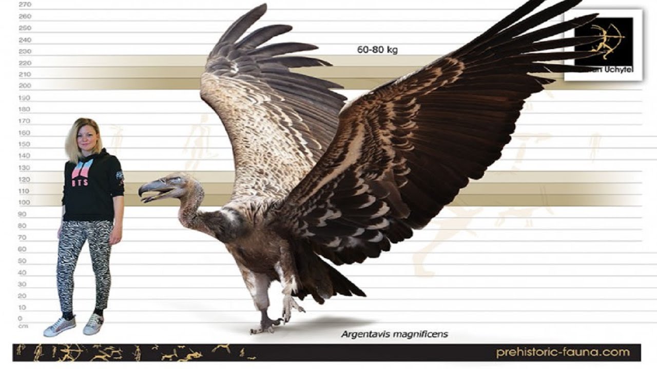 Argentavis Magnificens