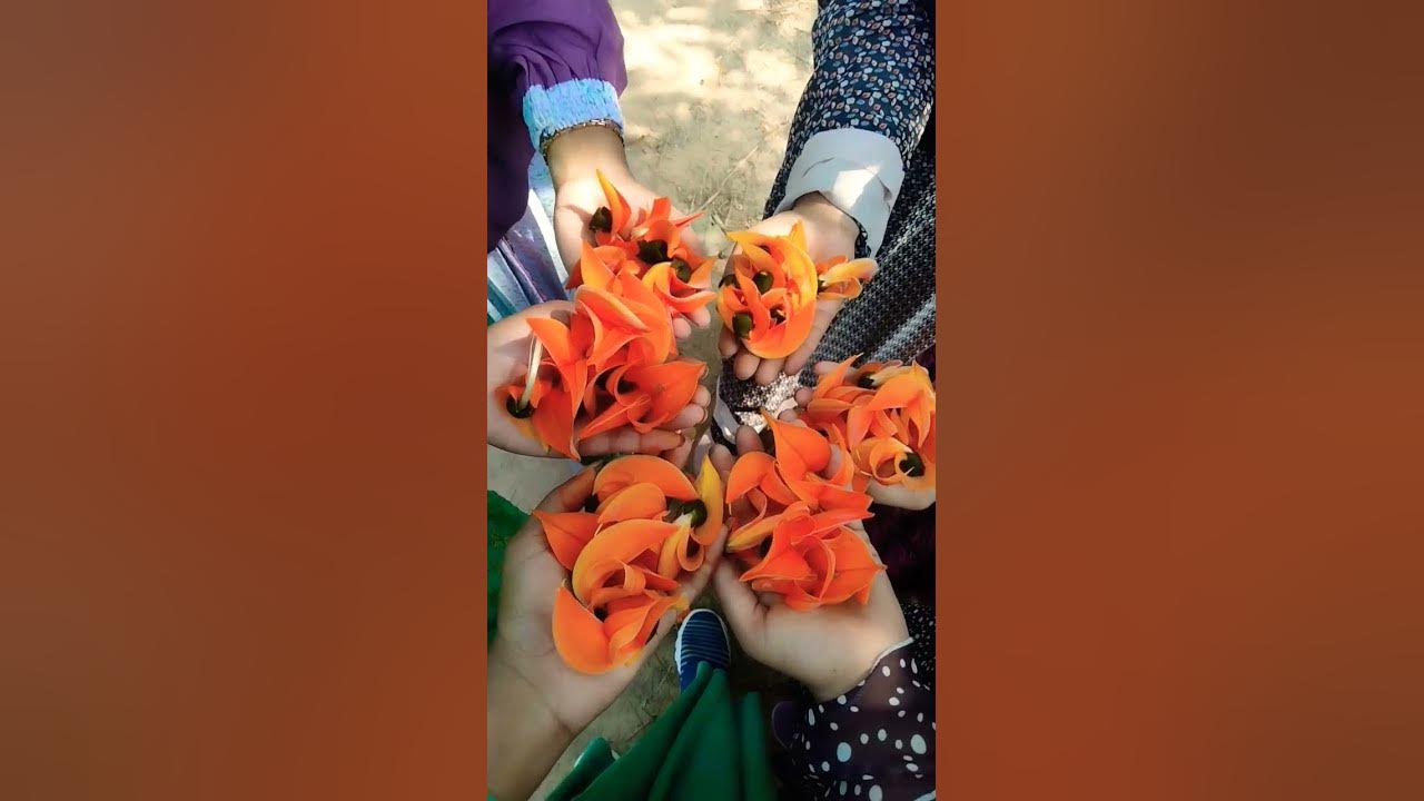 Nitu's Vlog #shorts #shortvideo - YouTube