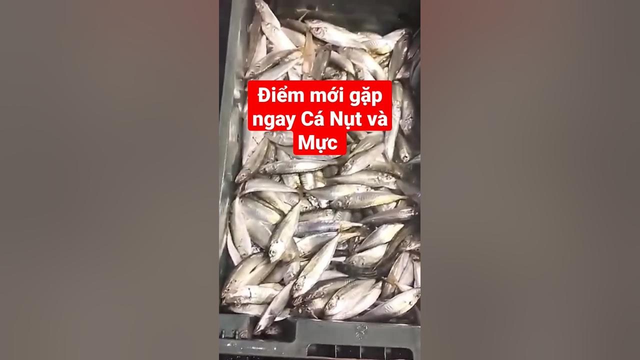 Dân Biển : Điểm Mới, gặp ngày Cá Nụt và Mực. #shorts: Đình Triệu Vlogs ...