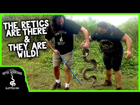 WE FOUND A WILD RETICULATED PYTHON IN PUERTO RICO??!! - YouTube