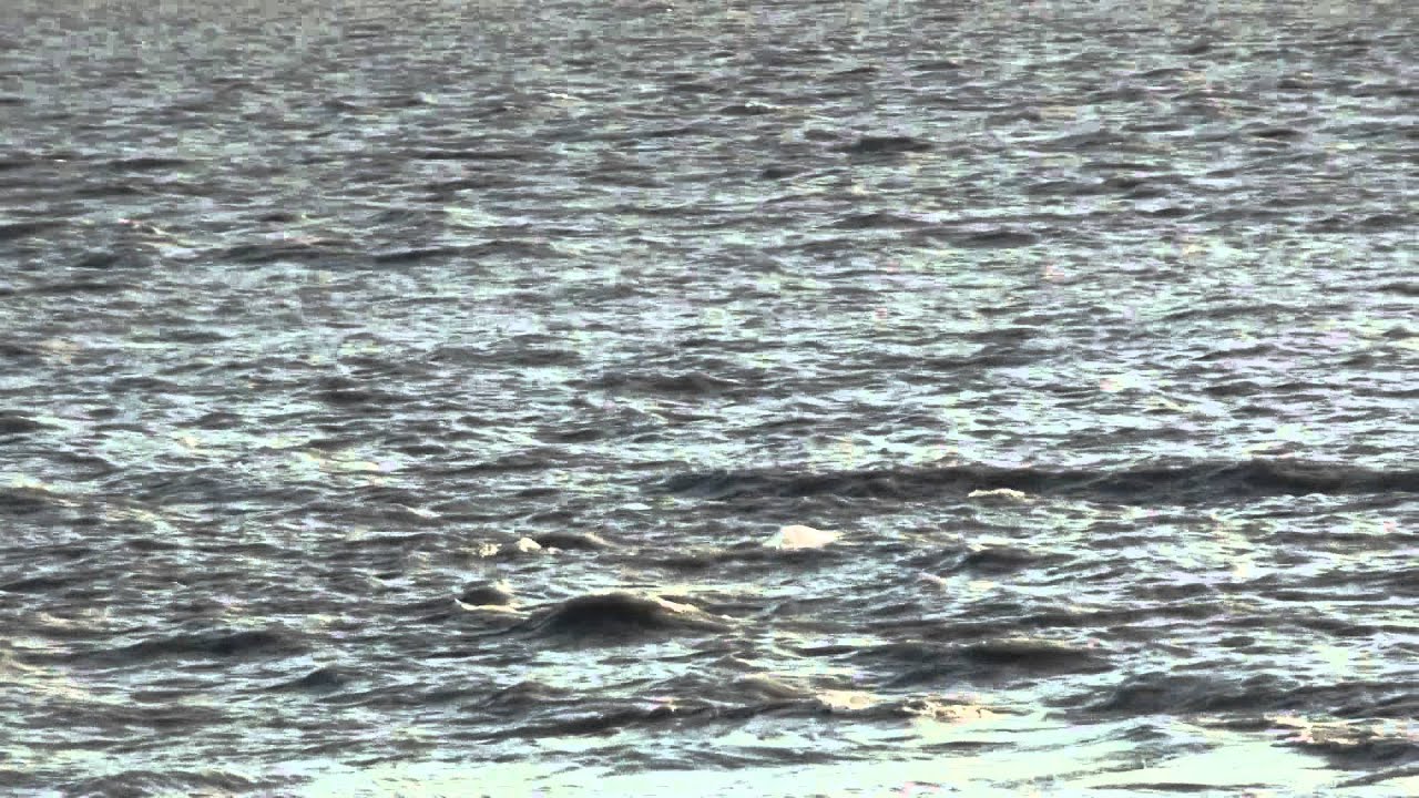 Beluga whales @ beluga point Alaska Seward Highway - YouTube