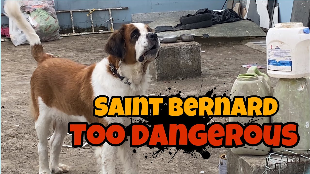 Saint bernard getting Very Aggressive & Too Danger 🥵😱🤯 - YouTube
