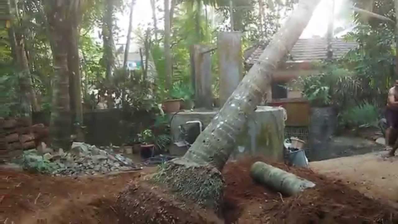 Coconut Tree Felling in KERALA - YouTube
