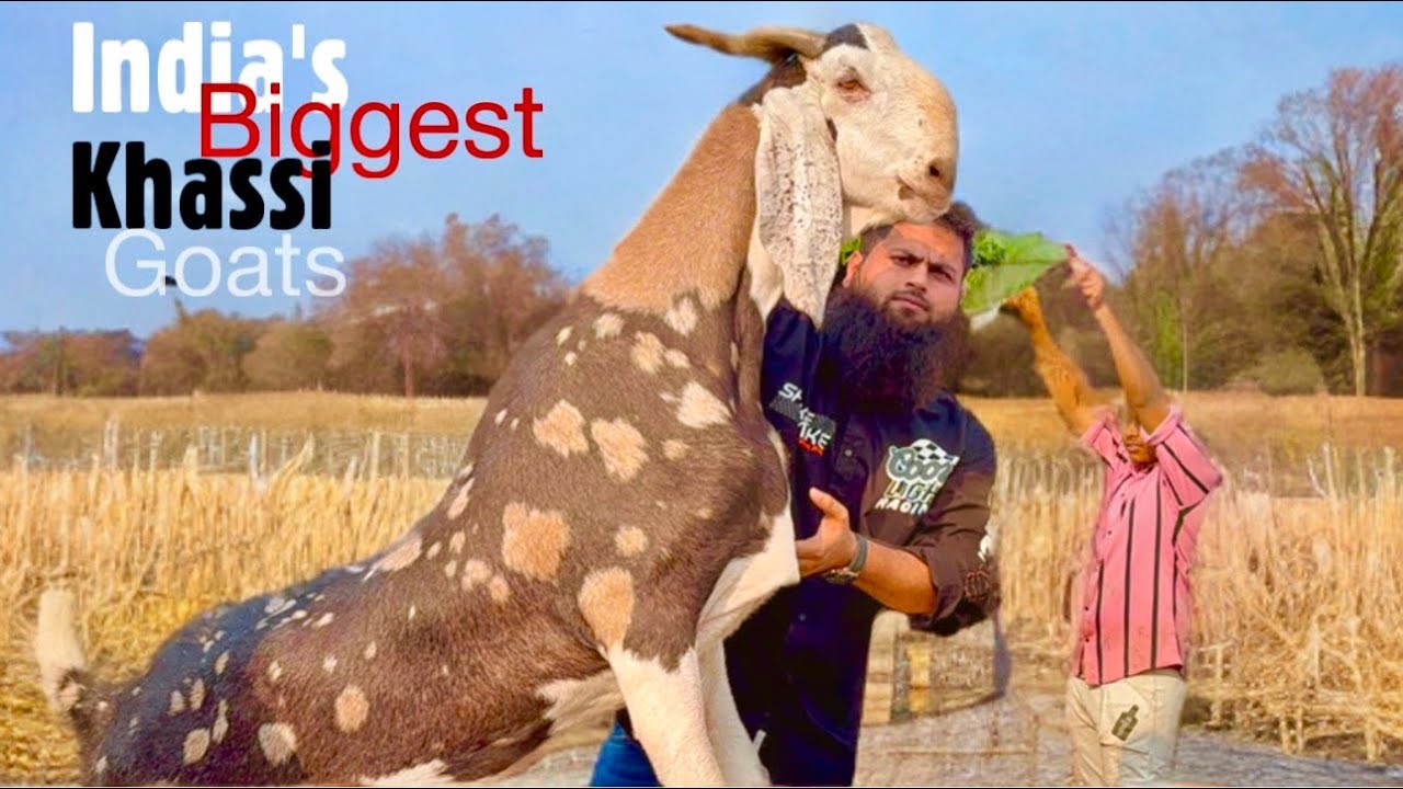 Al Ahmed Goat Farm Padgha - Full Tour | India’s Biggest Khassi Goats ...