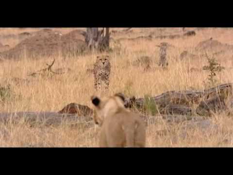 cheetah chases lion - YouTube