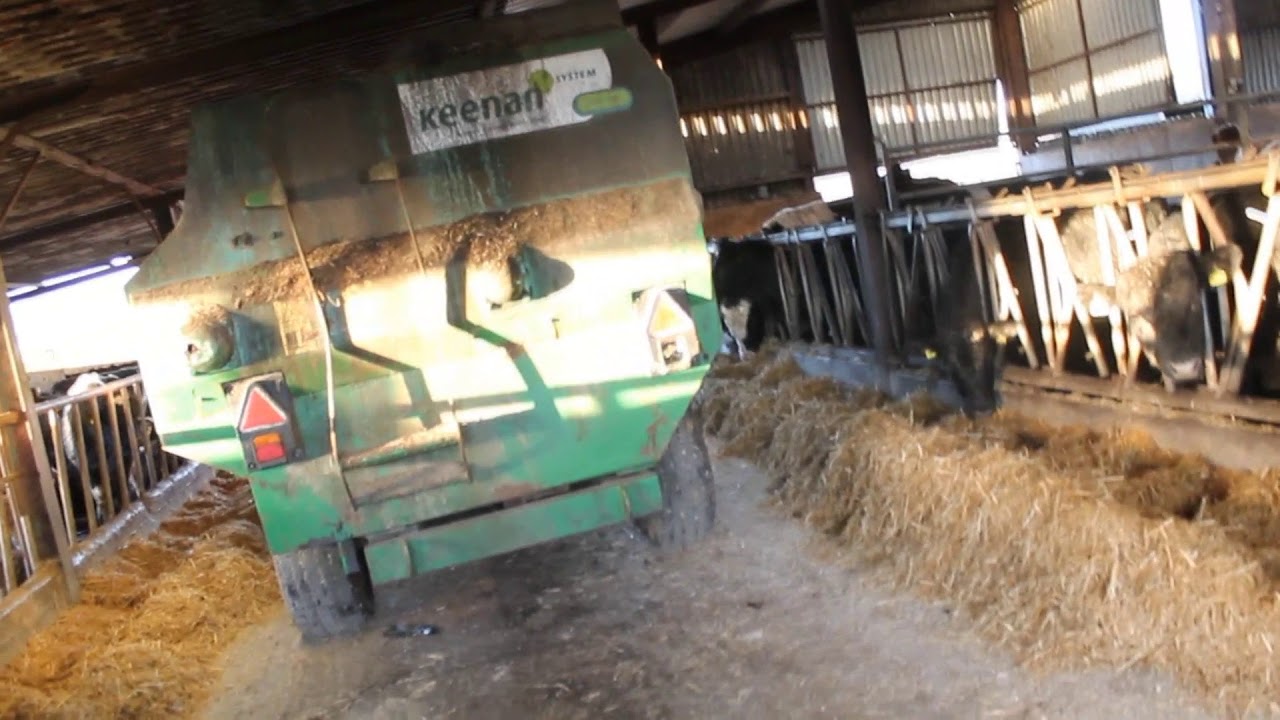 Taking a look at all the cattle around the place - YouTube