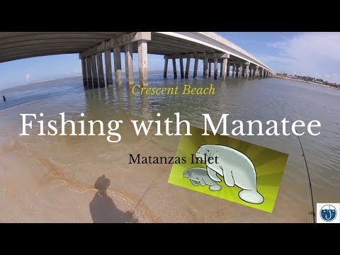 Onshore fishing with a Manatee at Crescent Beach Matanzas Inlet - YouTube