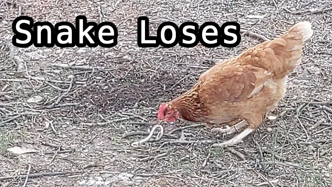 Cannon Farm - Chicken Eats Snake! - YouTube