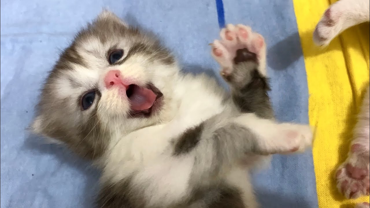 3 weeks old clumsy kitten😅|cute and funny kitten|kitten fighting - YouTube
