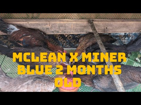 McLean x Miner blue 2 months & 13 days old - YouTube