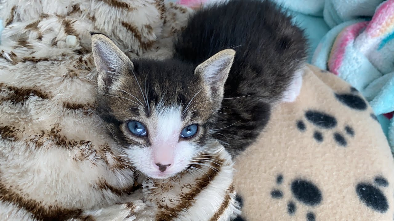 Sleepy Cozy Kittens After Bath 🥰 - YouTube