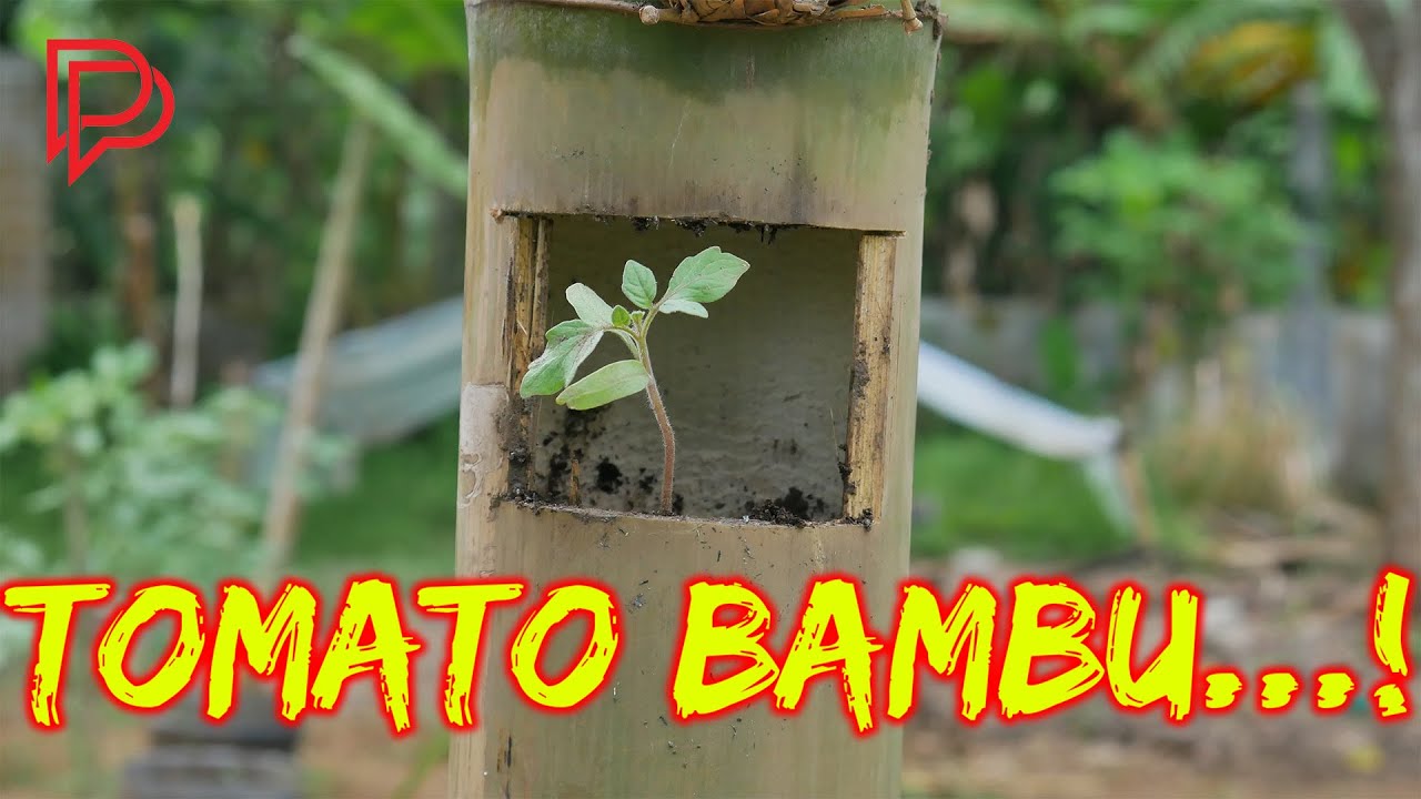Menanam Tomat Dalam Bambu Bekas..Planting tomatoes - YouTube