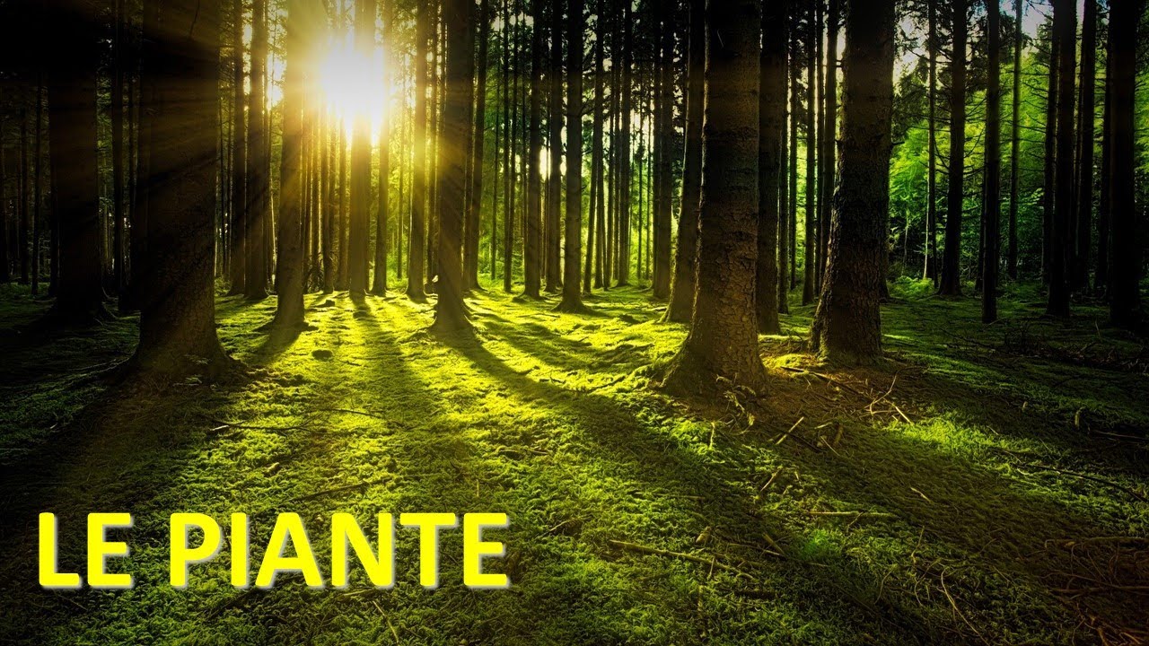 LE PIANTE - YouTube