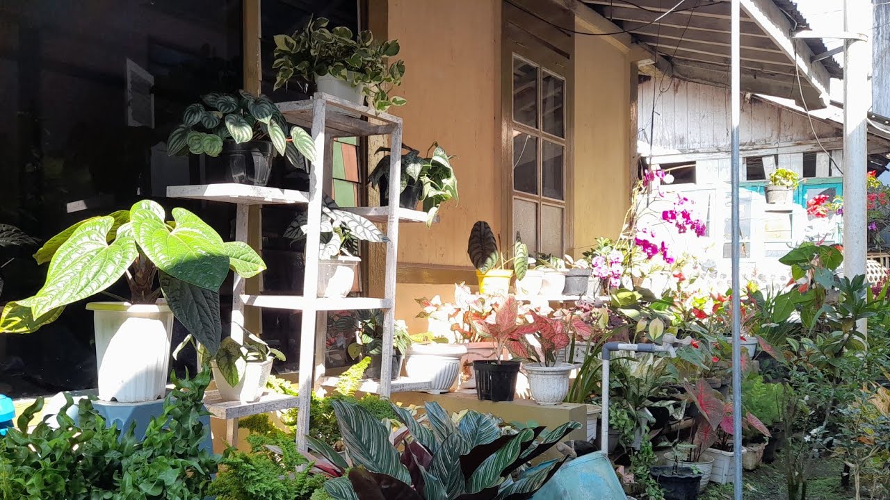 GREBEK RUMAH TETANGGA PAS LIBUR KERJA, KOLEKSINYA LUAR BIASA, SUBUR ...