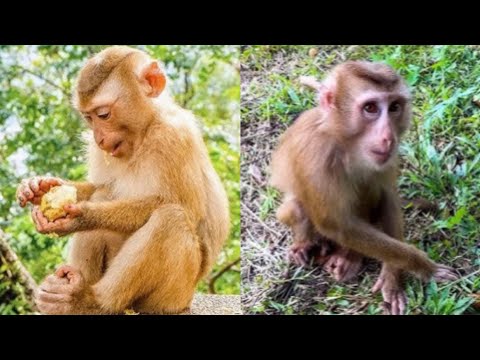 After many days of hard work, dad found monkey KAKA, but monkey MIT and ...