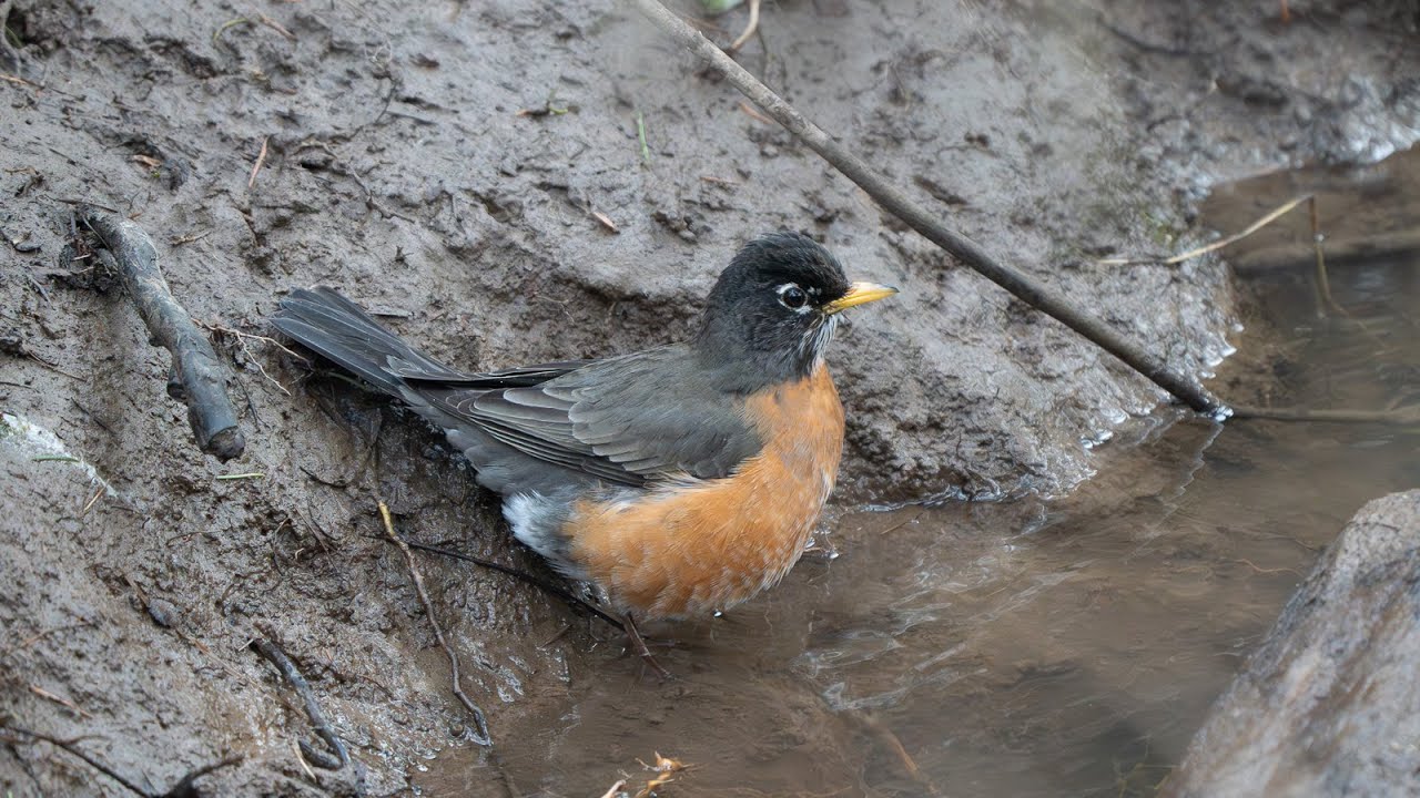 2024-02-06 American Robin (bathing) - YouTube