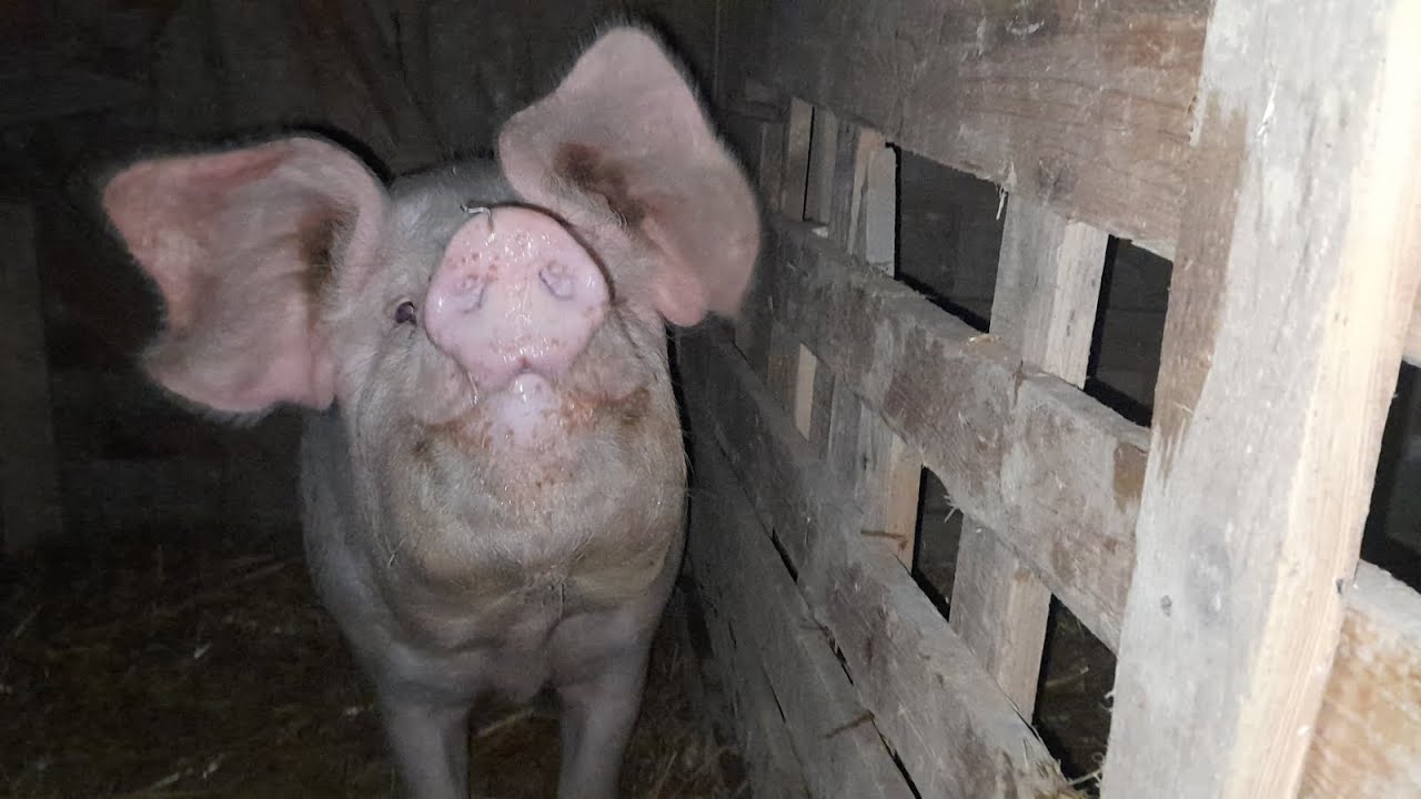 Porcul extrem de o mie de kilograme, ,cum ar arăta în acest coteț,,cu ...