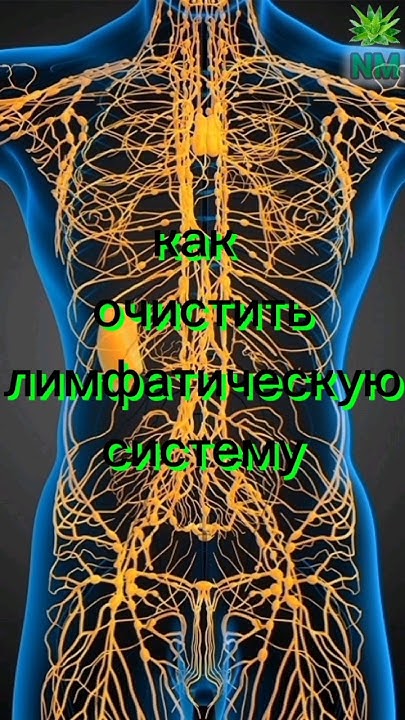 Как очистить лимфатическую систему #здоровье #полезныесоветы #медицина ...