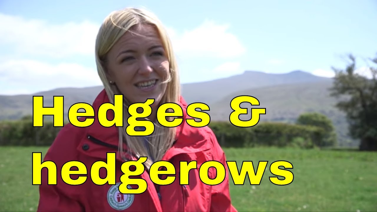 Hedges & Hedgerow ecosystem conservation in Wales uk "The Long Forest ...