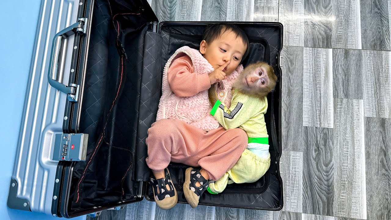 Monkey Kaka and Diem hug each other while hiding in a suitcase - YouTube