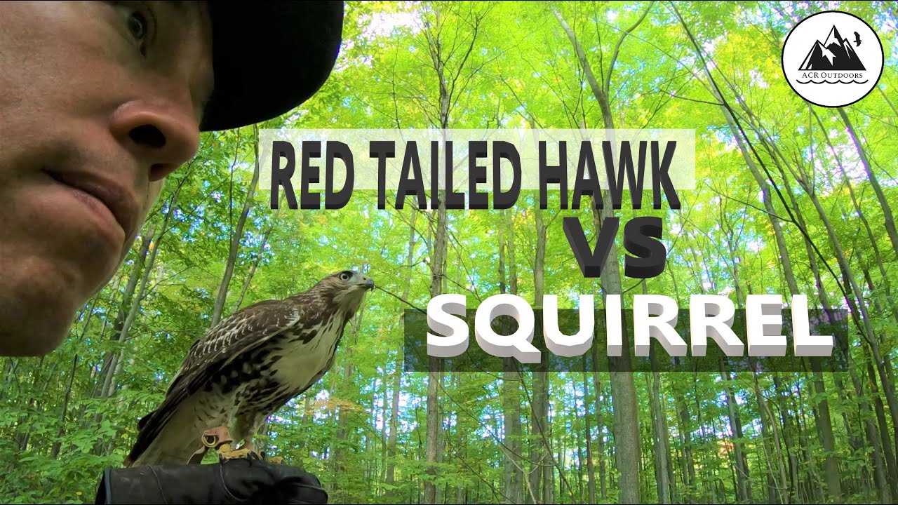 RED TAILED HAWK VS SQUIRREL - ACR Outdoors Falconry - YouTube