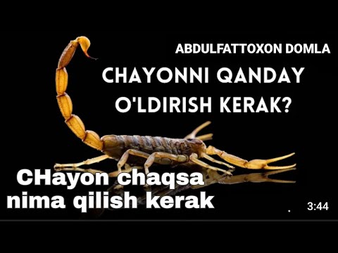 Chayon chaqsa nima qilish kerak..  Абдулфаттоҳҳон домла