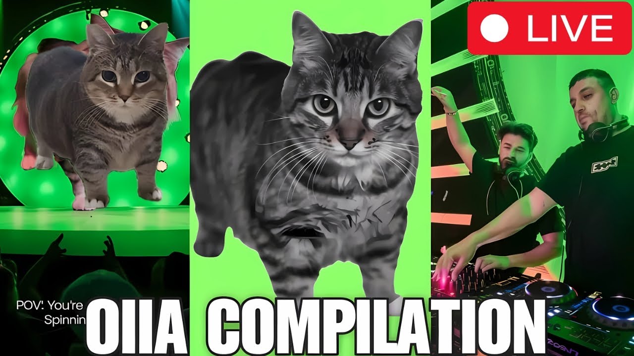 OIIA Spinning Cat Compilation! (10 Hours) - YouTube