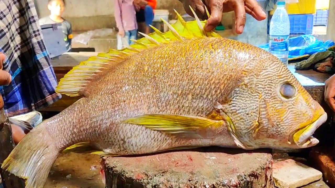 Giant Monster Yellow Mutton Snapper Fish Cutting Skills Live In ...