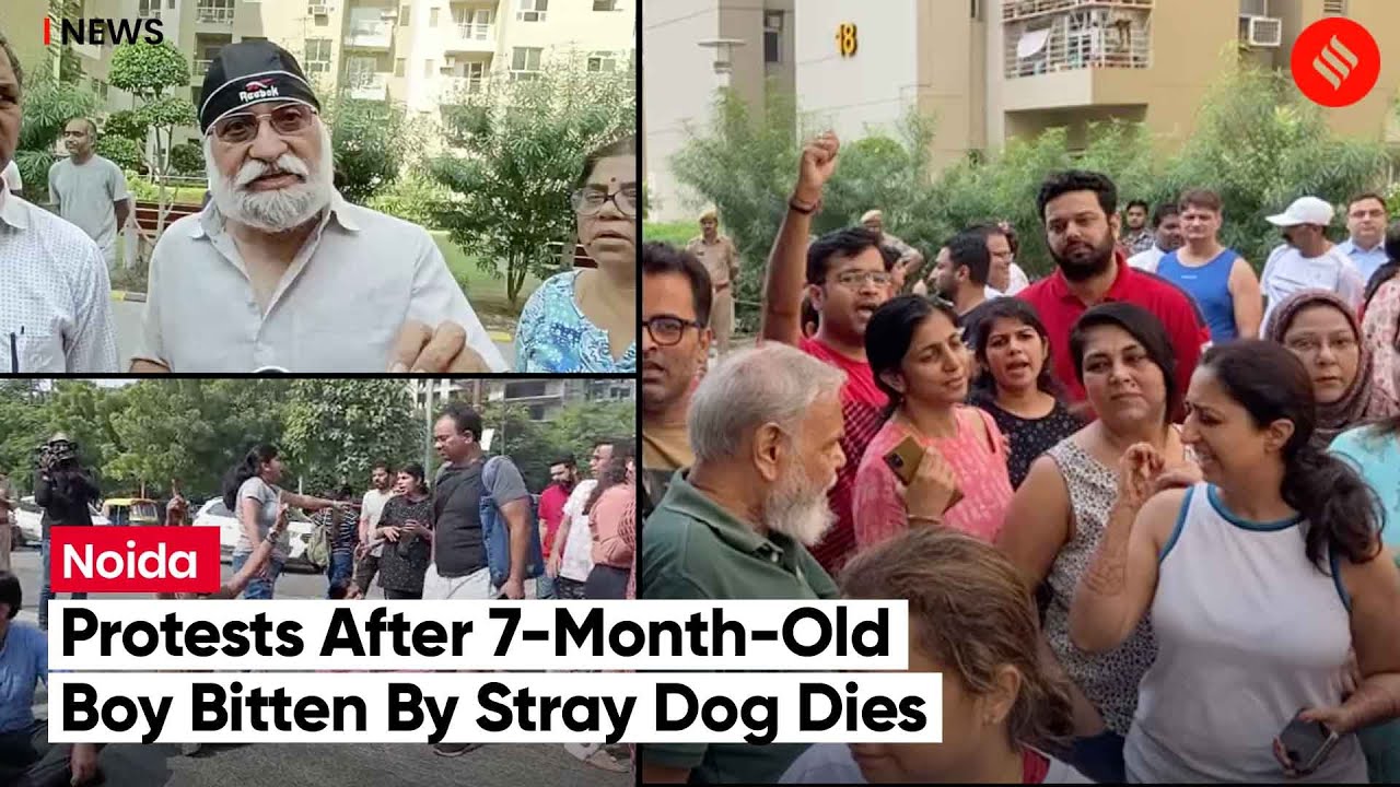 "Animal Activists Responsible": Noida Residents Protest After 7-Month ...