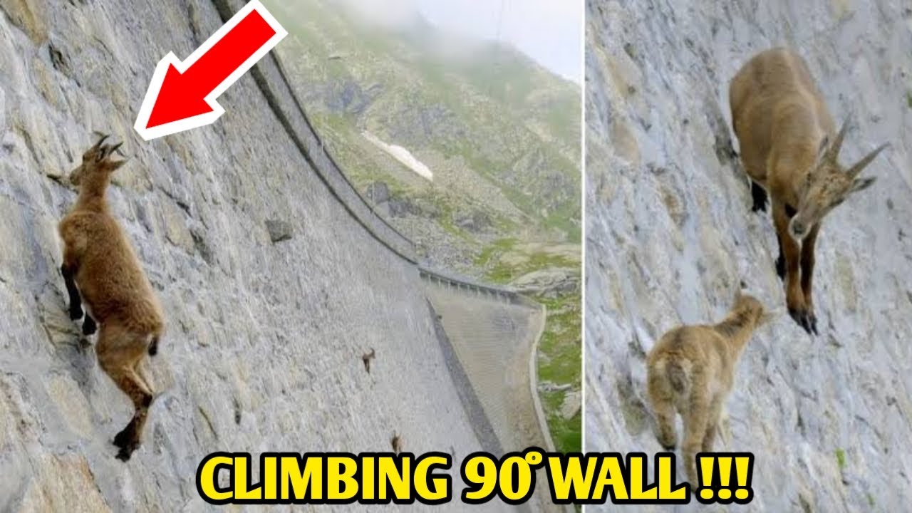 Ibex : The Mountain Goats who can defeat Gravity - YouTube