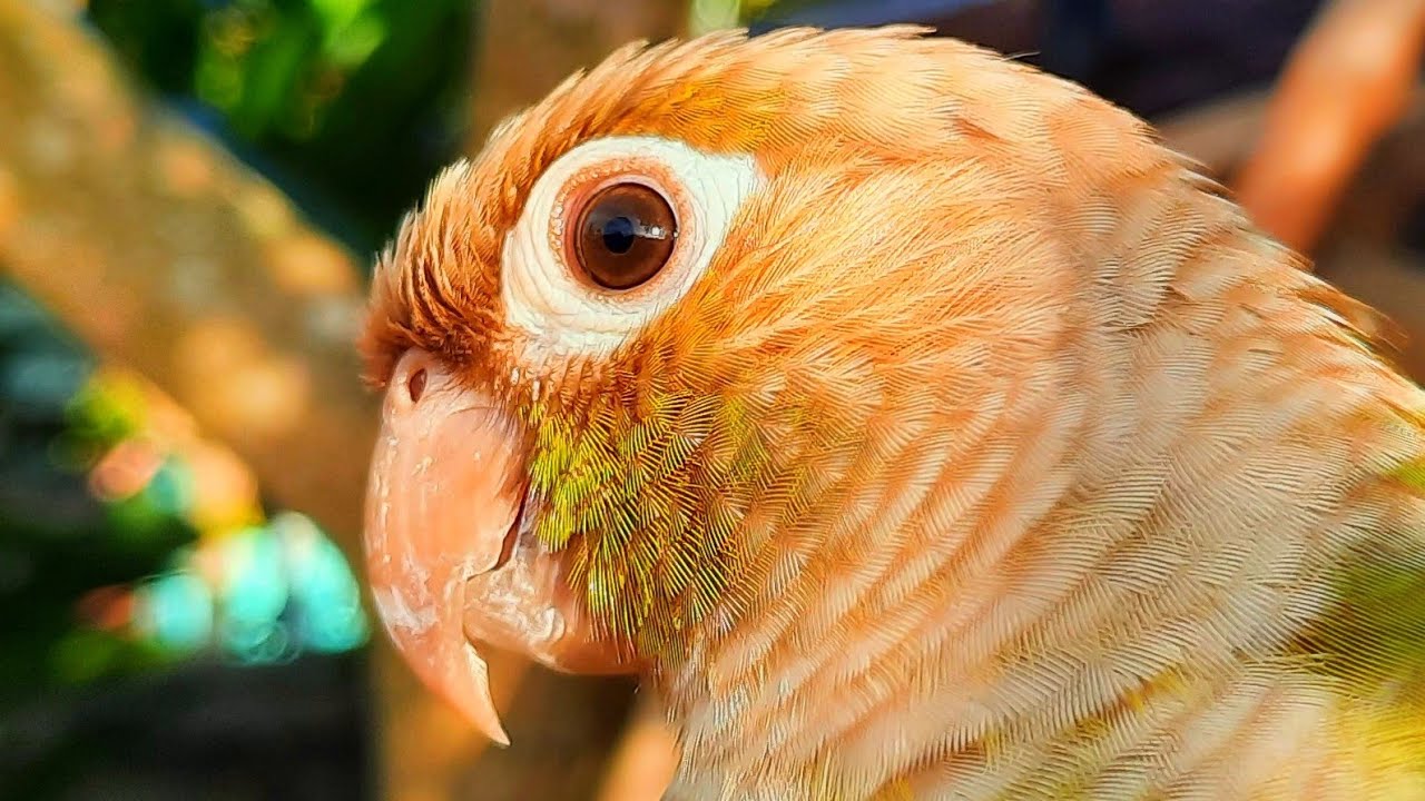 Green Conure Cinnamon singing singing ! So Happy , Conure Sounds - YouTube