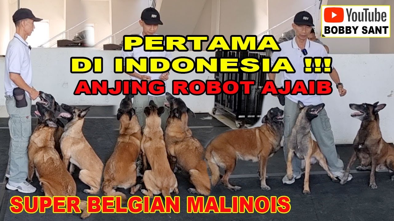 Super Belgian Malinois Anjing Robot Ajaib - PERTAMA Di Indonesia ...