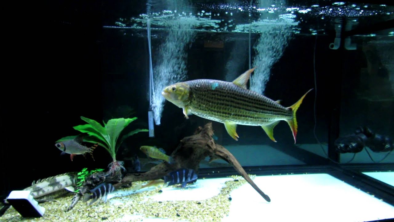 African Tiger Fish Aquarium